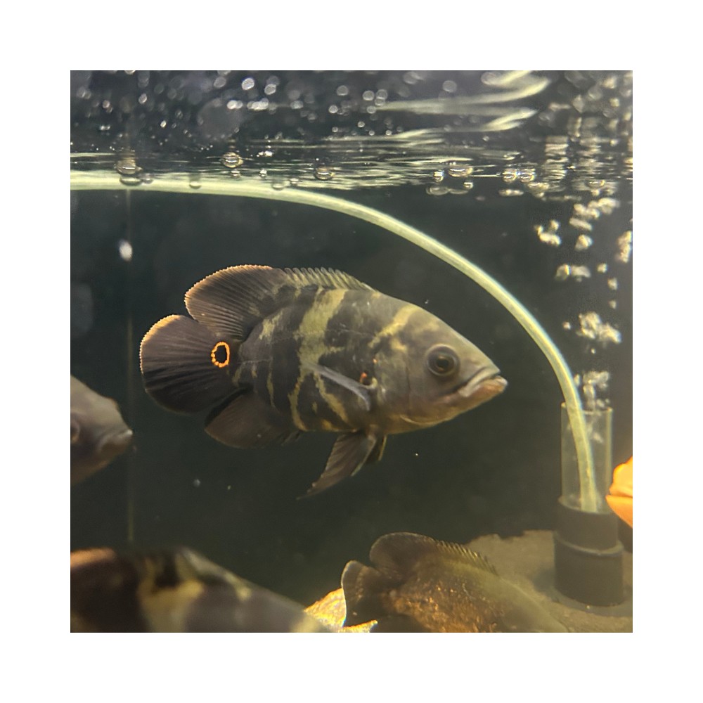 Pez Oscar - Acuario Acuaworld