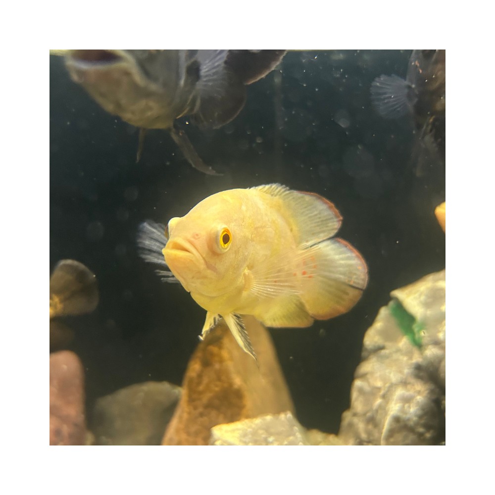 Pez Oscar rubí albino - Acuario Acuaworld