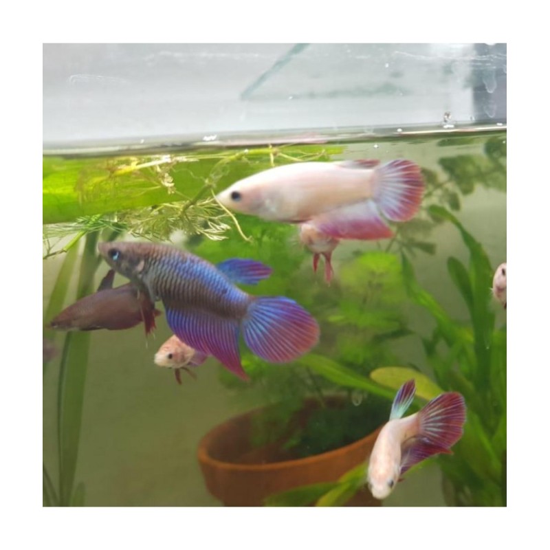 Agua Templada
