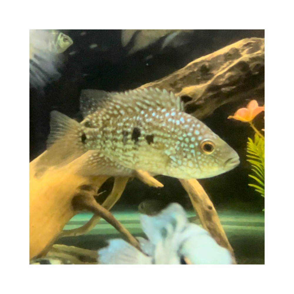 Pez Texas blue - Acuario Acuaworld