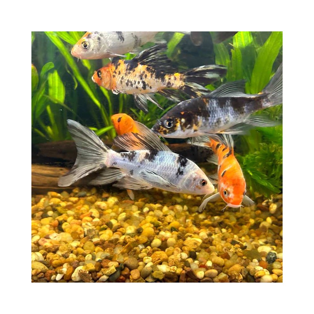 Pez Carpa koi de velo - Ideales para tu estanque