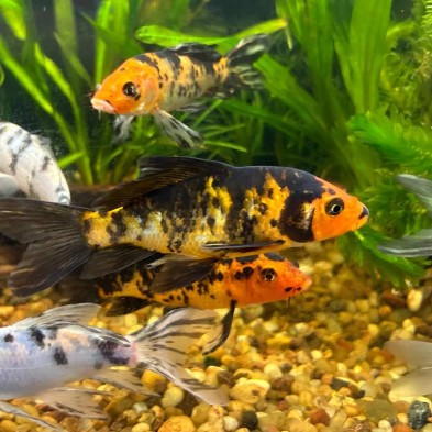 Pez Carpa koi de velo - Ideales para tu estanque