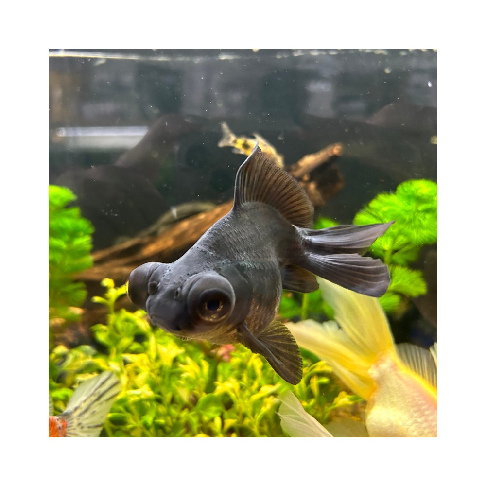 Pez carassius telescopico ADULTO - Acuario Acuaworld