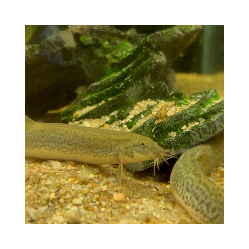 Pez locha dojo - Acuario Acuaworld