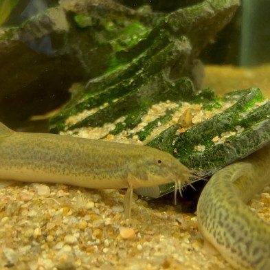 Pez locha dojo - Acuario Acuaworld