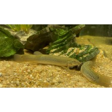 Pez locha dojo - Acuario Acuaworld