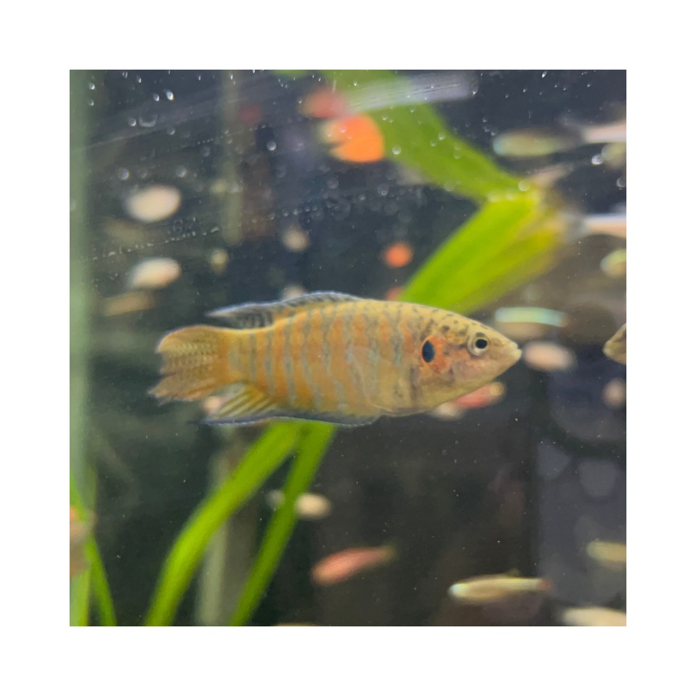 Pez Paraíso - Acuario Acuaworld