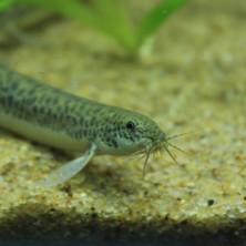 Pez locha dojo - Acuario Acuaworld