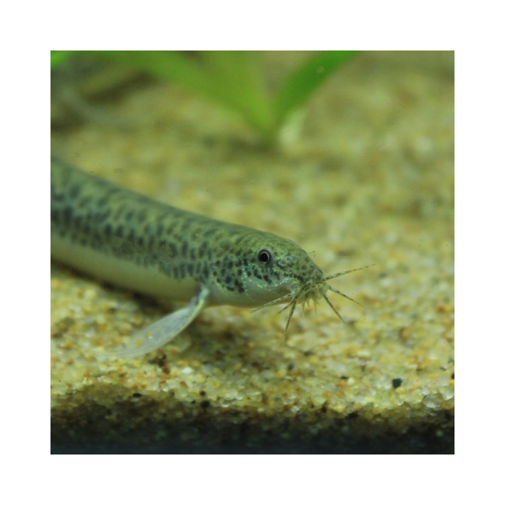 Pez locha dojo - Acuario Acuaworld