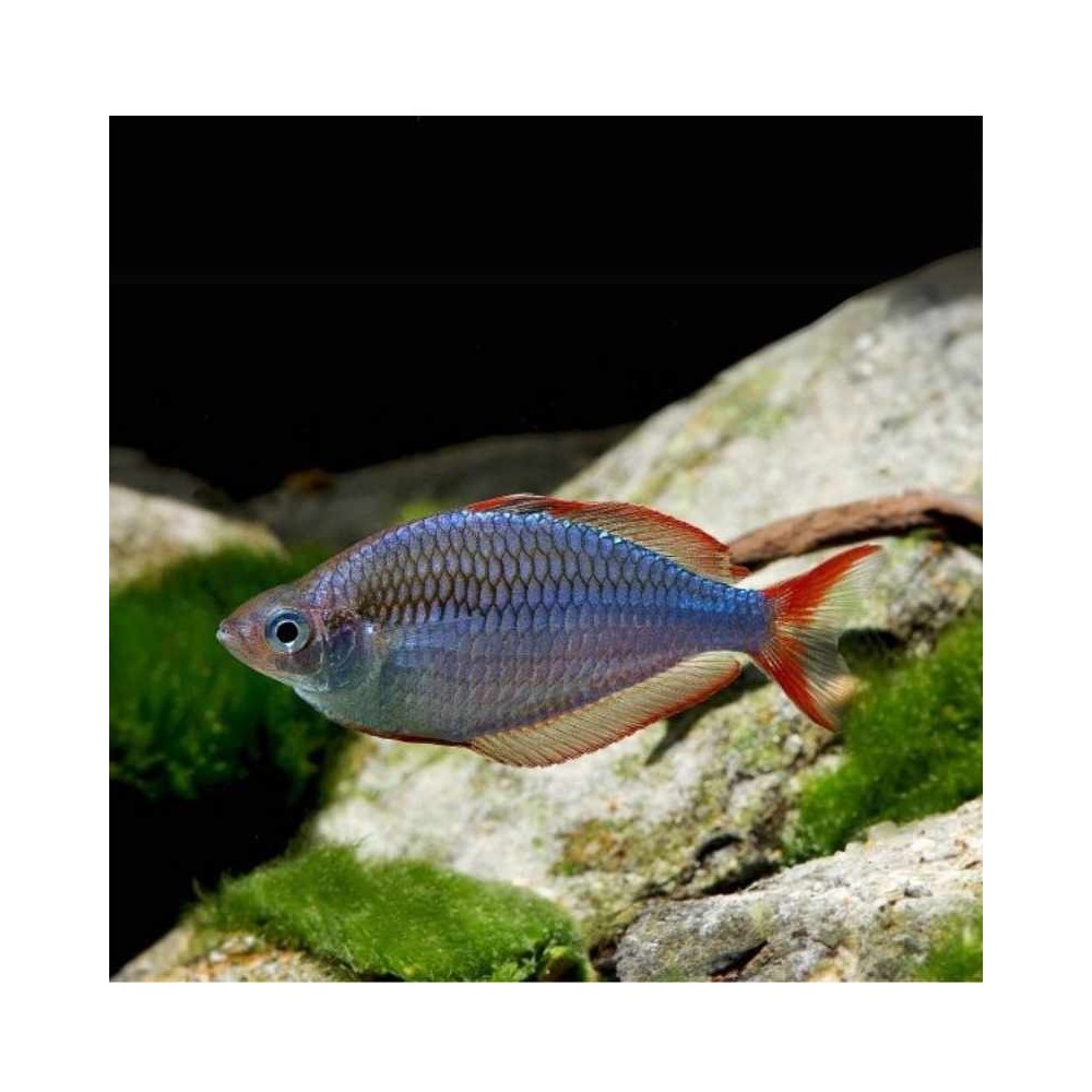 Melanotaenia Precox - Acuario Acuaworld