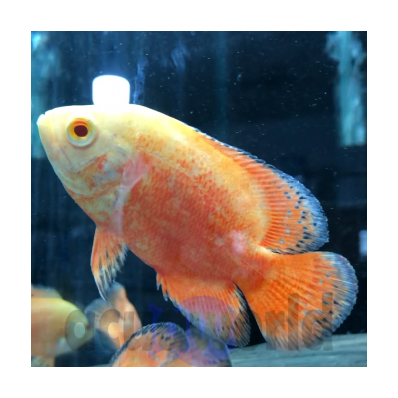 Pez Oscar - Acuario Acuaworld