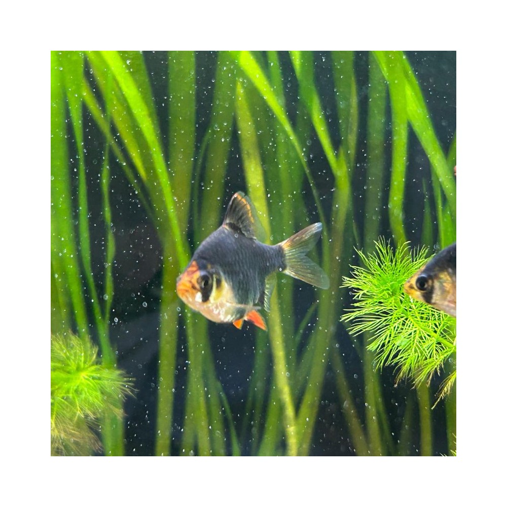 Pez Barbus Verde - Acuario Acuaworld