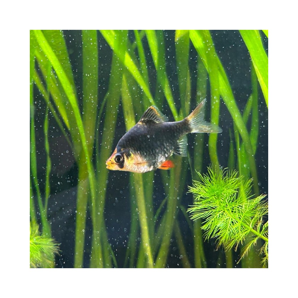 Pez Barbus Verde - Acuario Acuaworld