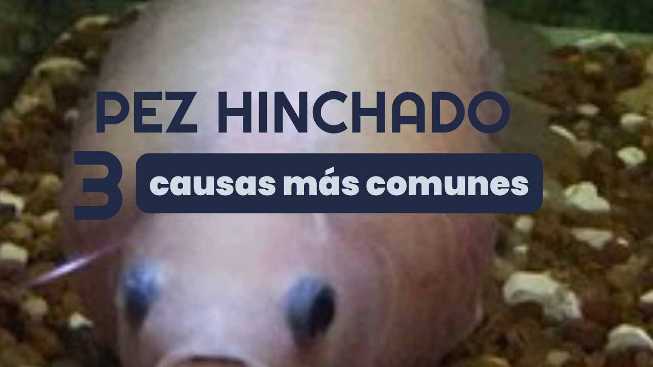 Porqué puede ser que se hinche tu pez - Cosas de Acuaristas